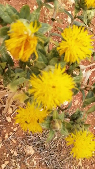 زهرة نبات القرطم - YouTube