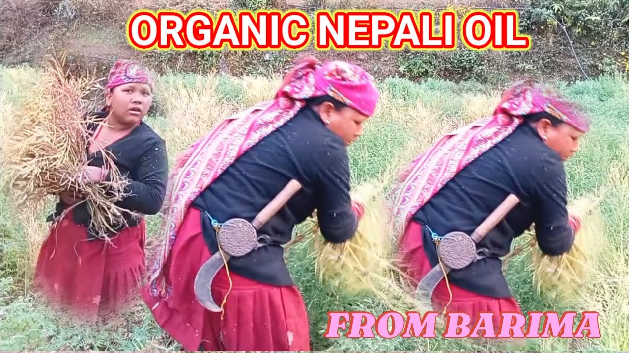 ORGANIC NEPALI OIL FROM BARIMA (अर्गानिक नेपाली तेल खानालाई बारी बाट ...