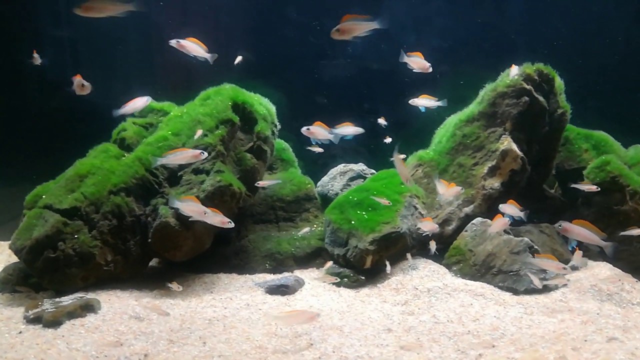 #BADC2019 / Intermediate habitat near Kapampa, Tanganyika Lake, D. R ...