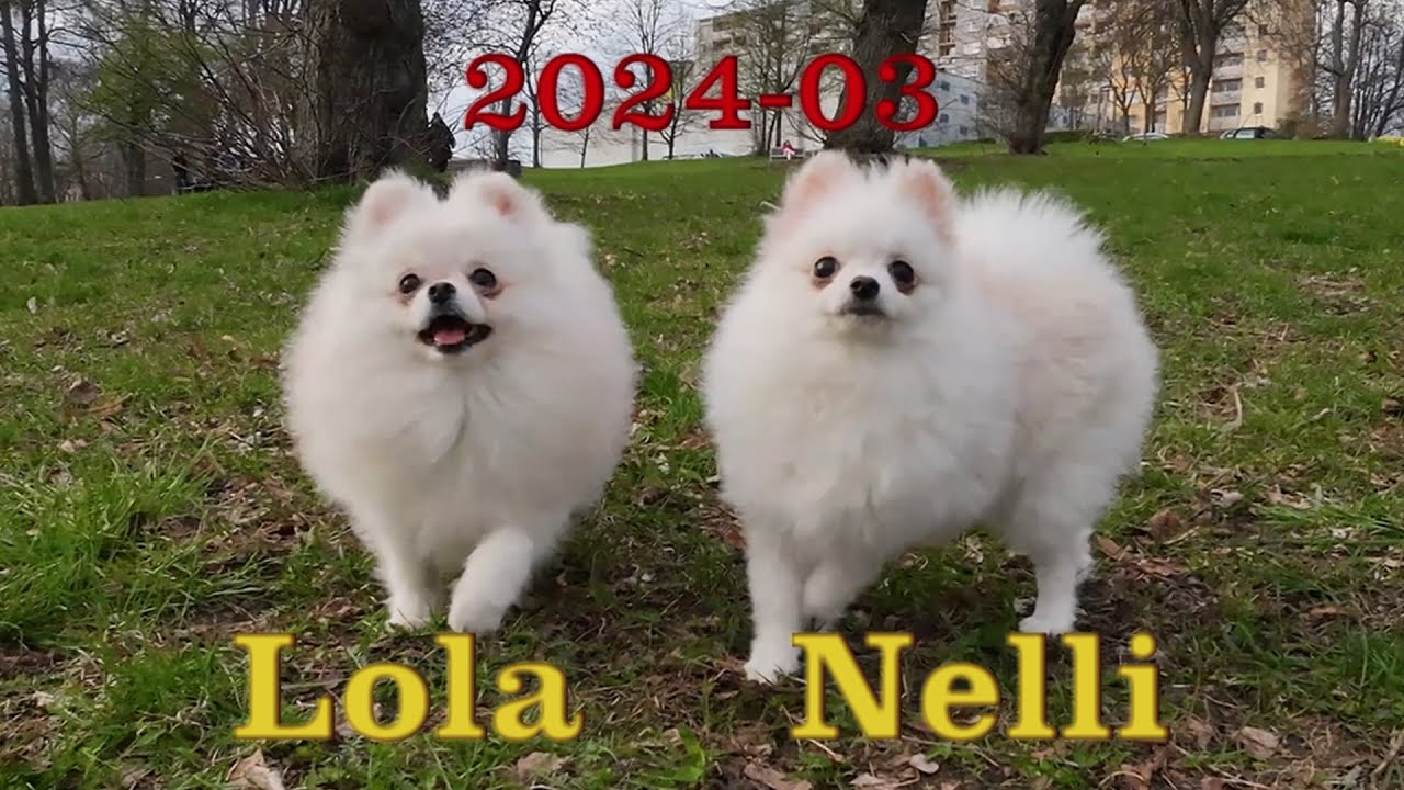 2024 03 Lola Nelli - YouTube