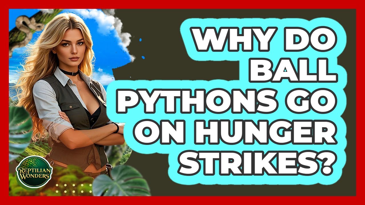 Why Do Ball Pythons Go On Hunger Strikes? - Reptilian Wonders - YouTube