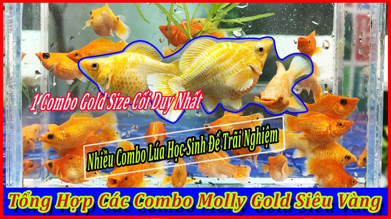 Combo molly gold vàng 24k siêu đẹp, chia sẻ cá bột molly platium fairy ...