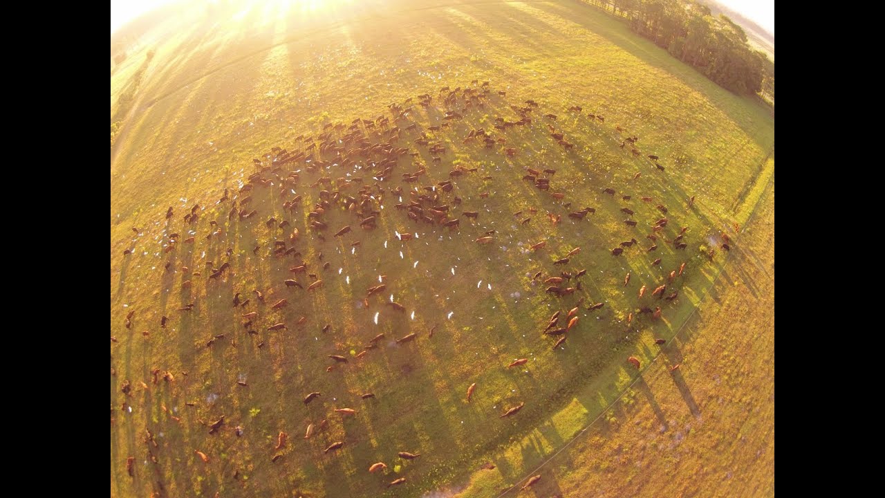 Regenerative Ranching with High Density Rotational Grazing - YouTube