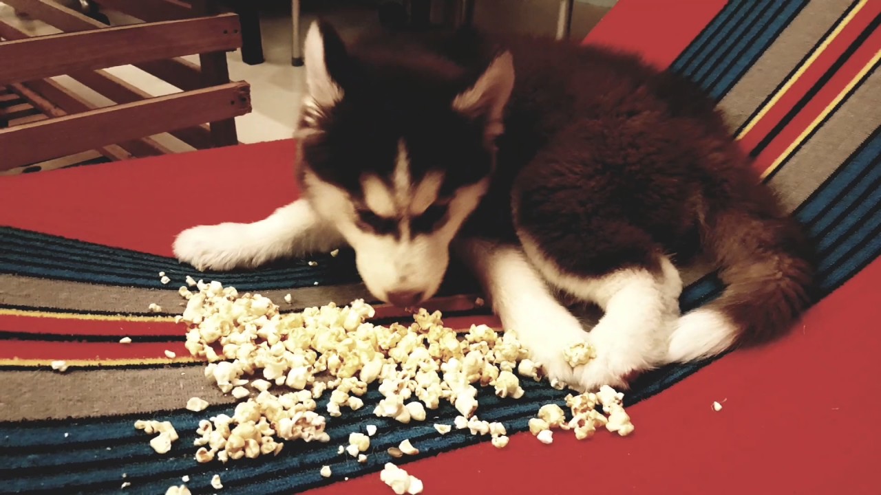simba eat popcorn - YouTube