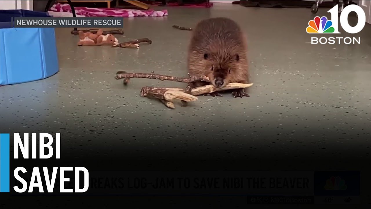 Healey breaks logjam to save Nibi the beaver - YouTube
