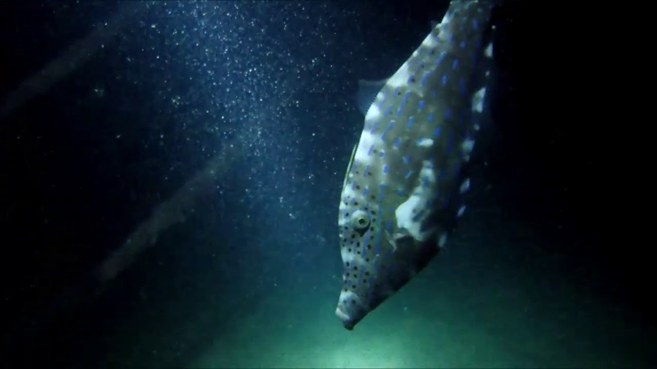 Peixes dormem? - YouTube