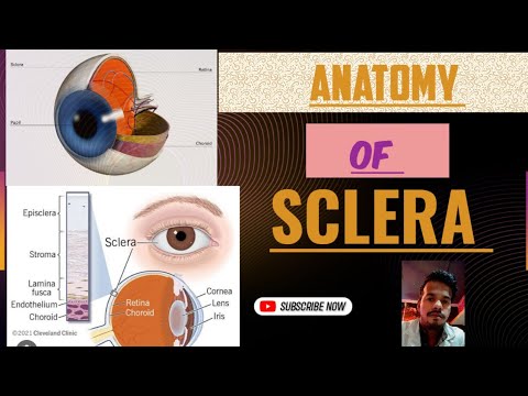 anatomy of sclera || structure and layers of sclera || blood supply ...