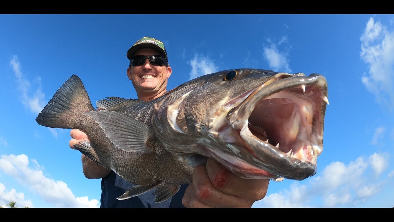 Cubera Snapper {Catch Clean Cook} Family Dinner - YouTube