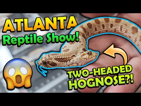 Attending the Southeast Reptile Expo in Atlanta!