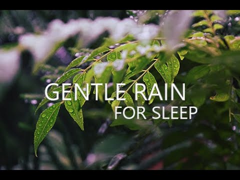 Fall Asleep in Minutes with Gentle Rain on Leaves | Calming Outdoor ...