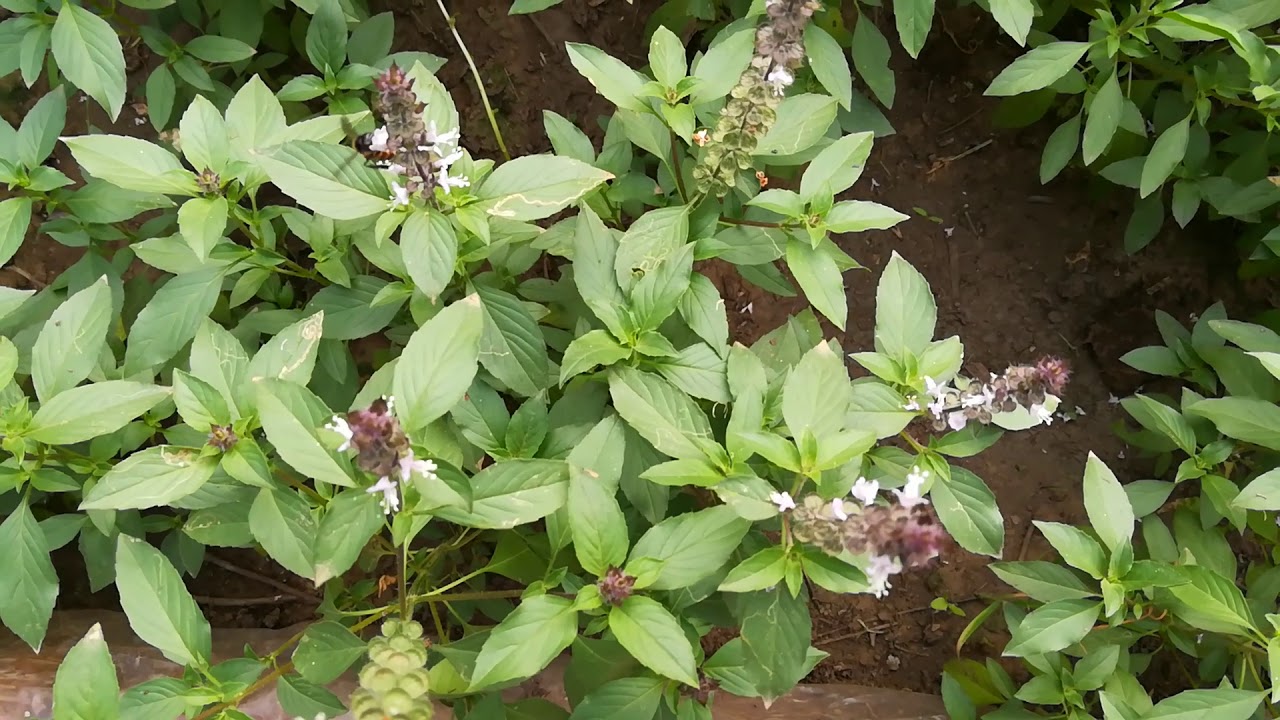 BEE pollinating Sabja Flowers - YouTube