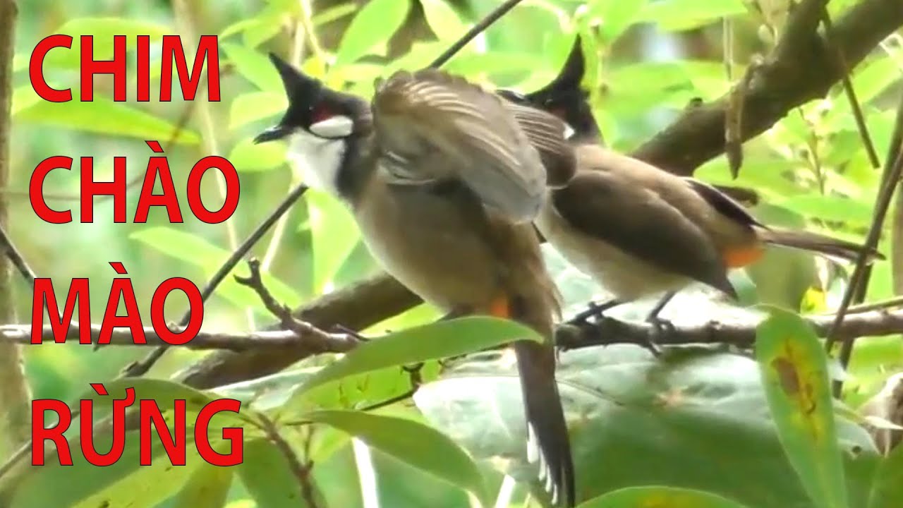 297 | CHIM CHÀO MÀO RỪNG TỰ NHIÊN... #lyhaichim - YouTube