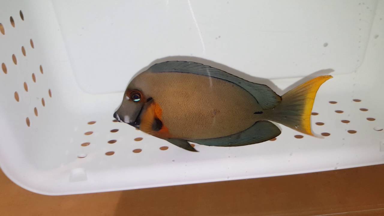 Chocolate Tang $219 - Bali - YouTube