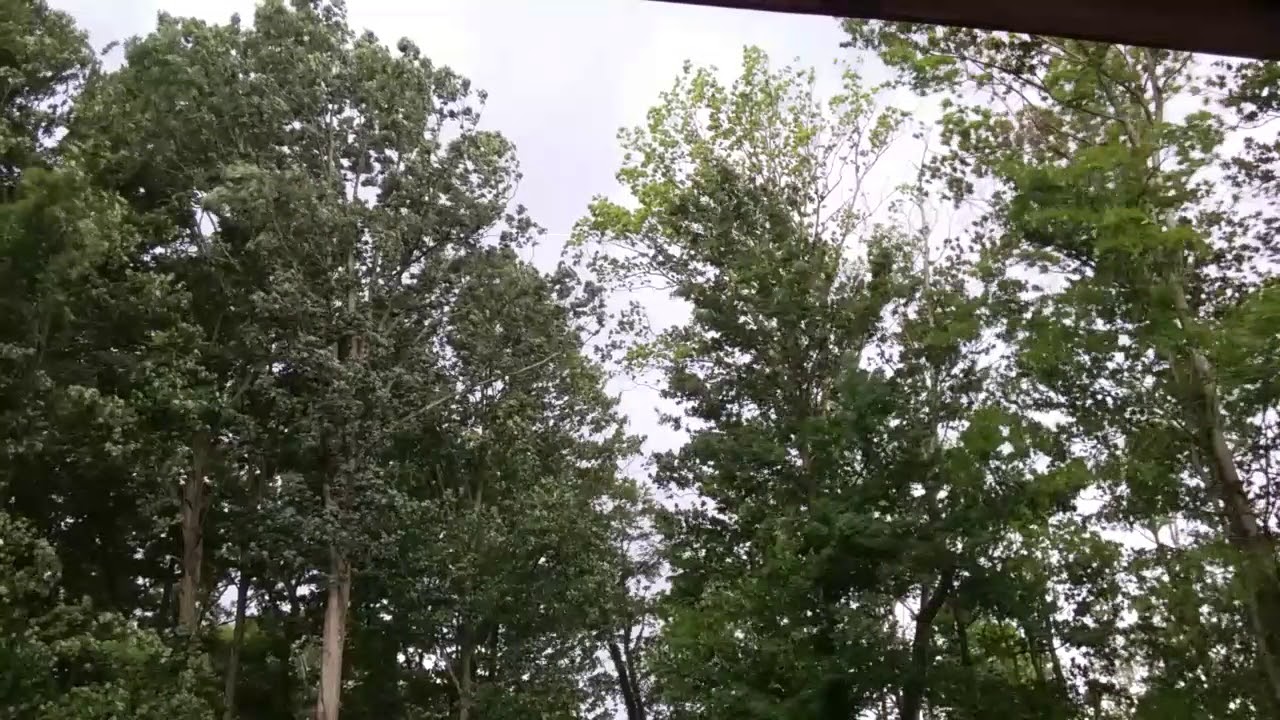 Severe Thunderstorm Causing Tree Damage - YouTube