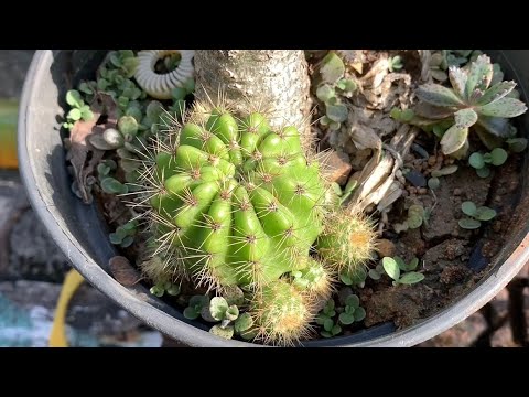 Separating pups from Lemon cactus - YouTube