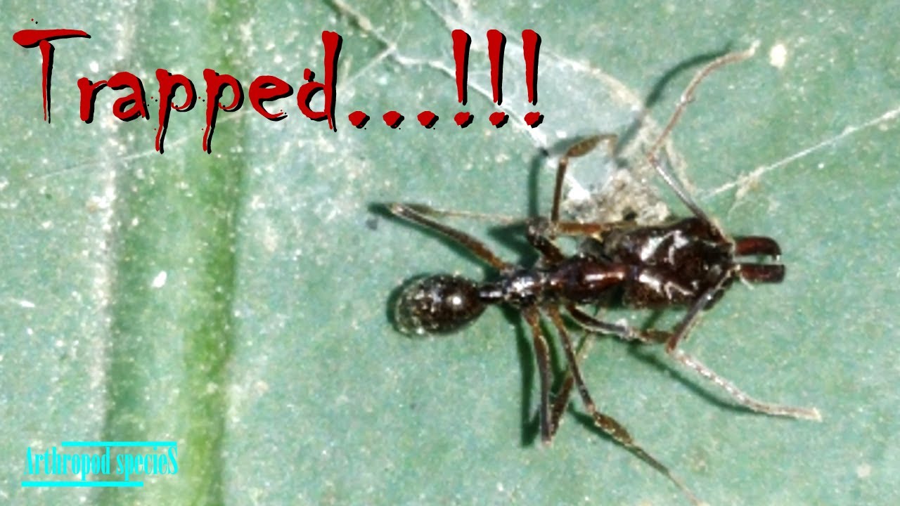 Insect Species - Trap-jaw Ants | Stuck in spider's web | - YouTube