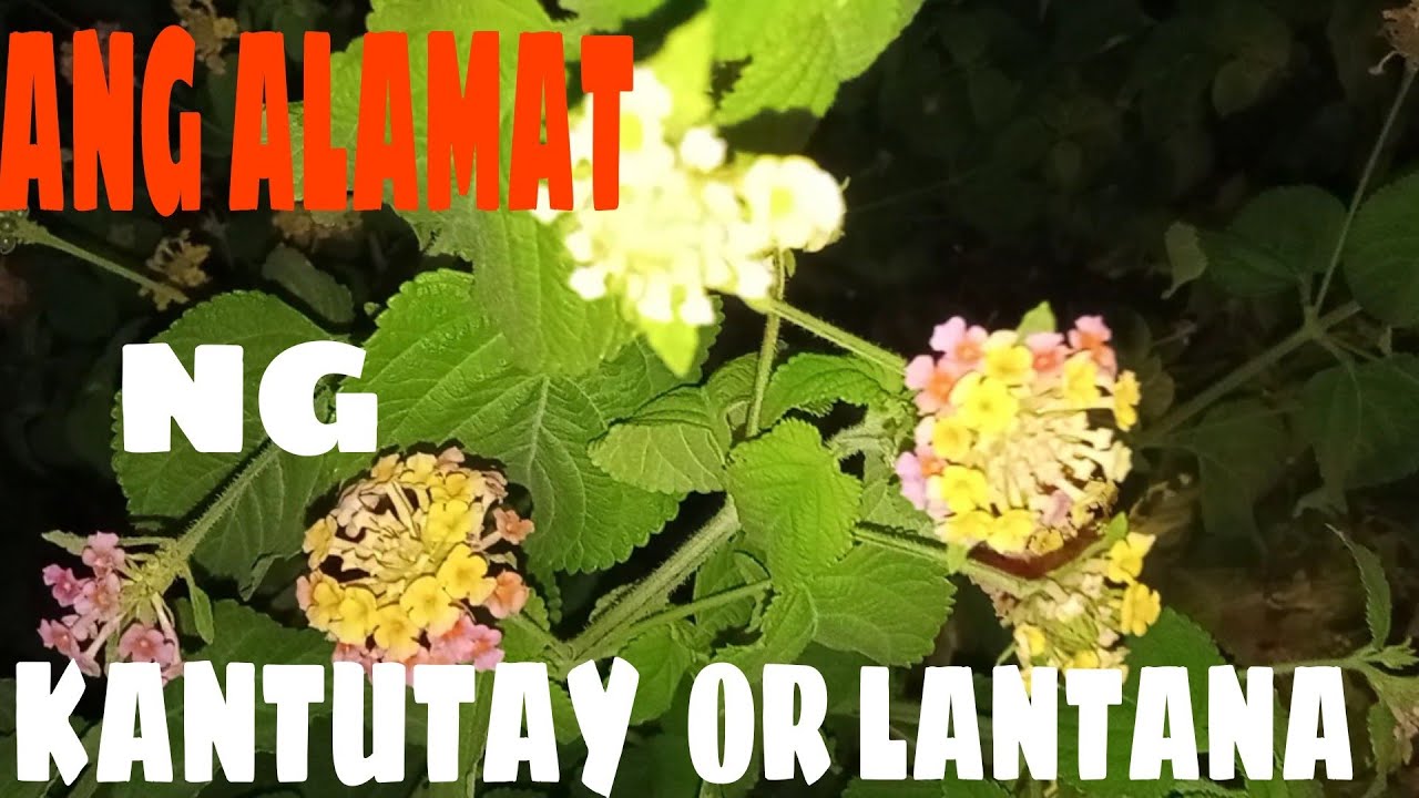ANG ALAMAT NG BULAKLAK NA KANTUTAY OR LANTANA - YouTube