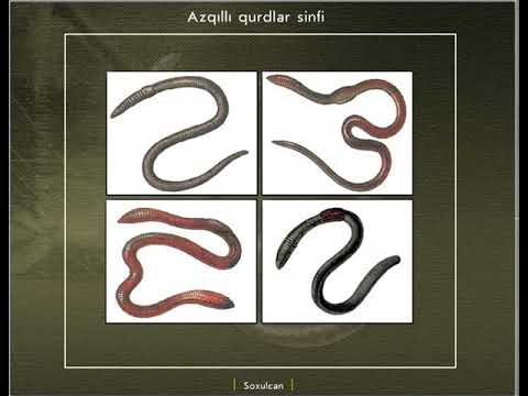 10  həlqəvi qurdlar tipi  azqıllı və çoxqıllı qurdlar sinfi