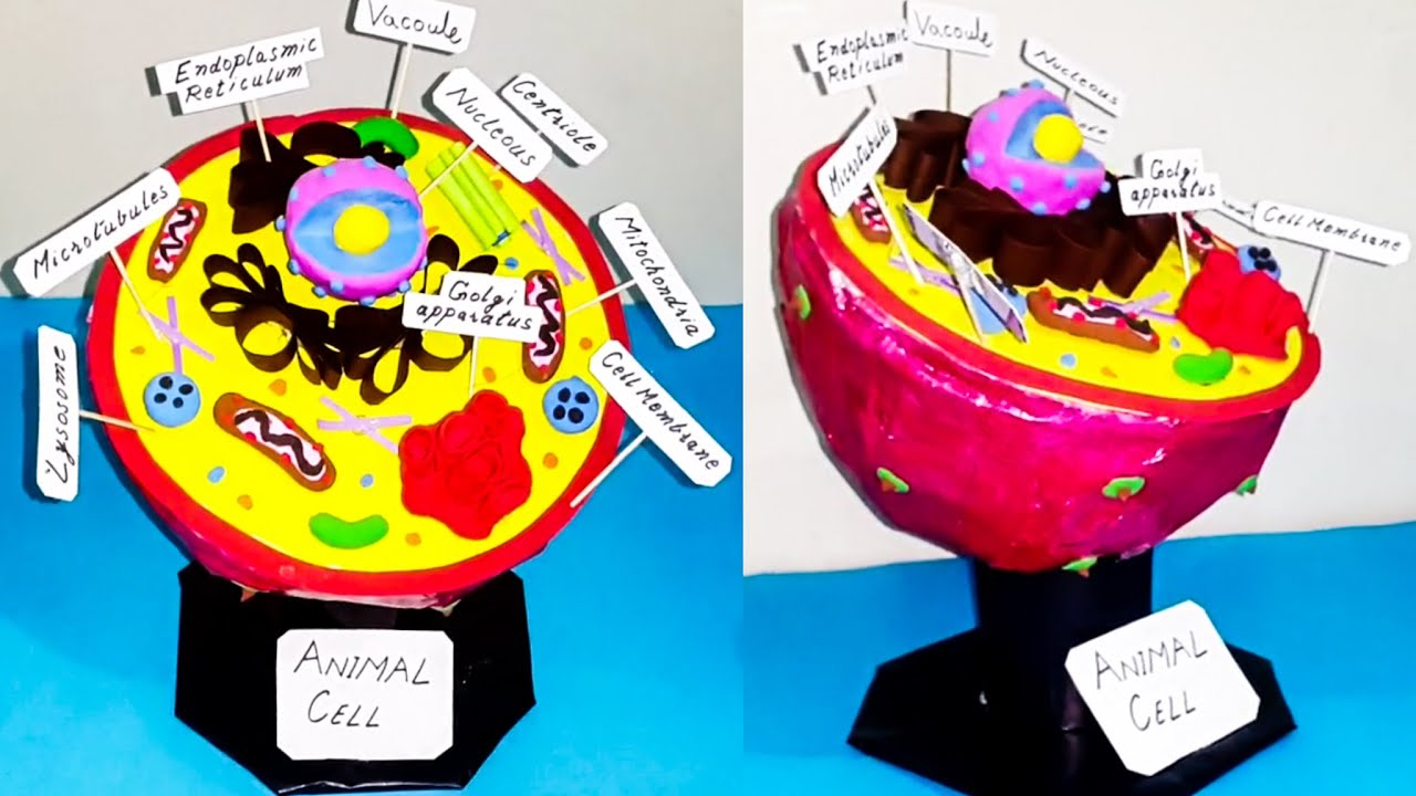 Animal Cell Model for School Science Exhibition||Animal Cell Structure ...
