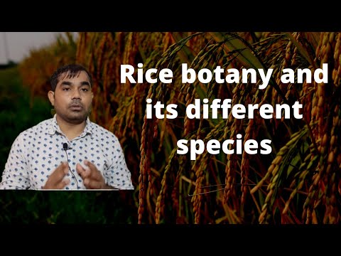 Rice botany and its different species - YouTube