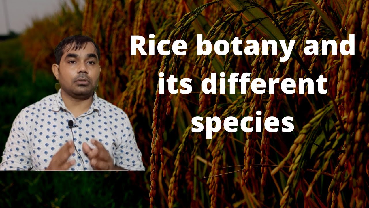 Rice botany and its different species - YouTube