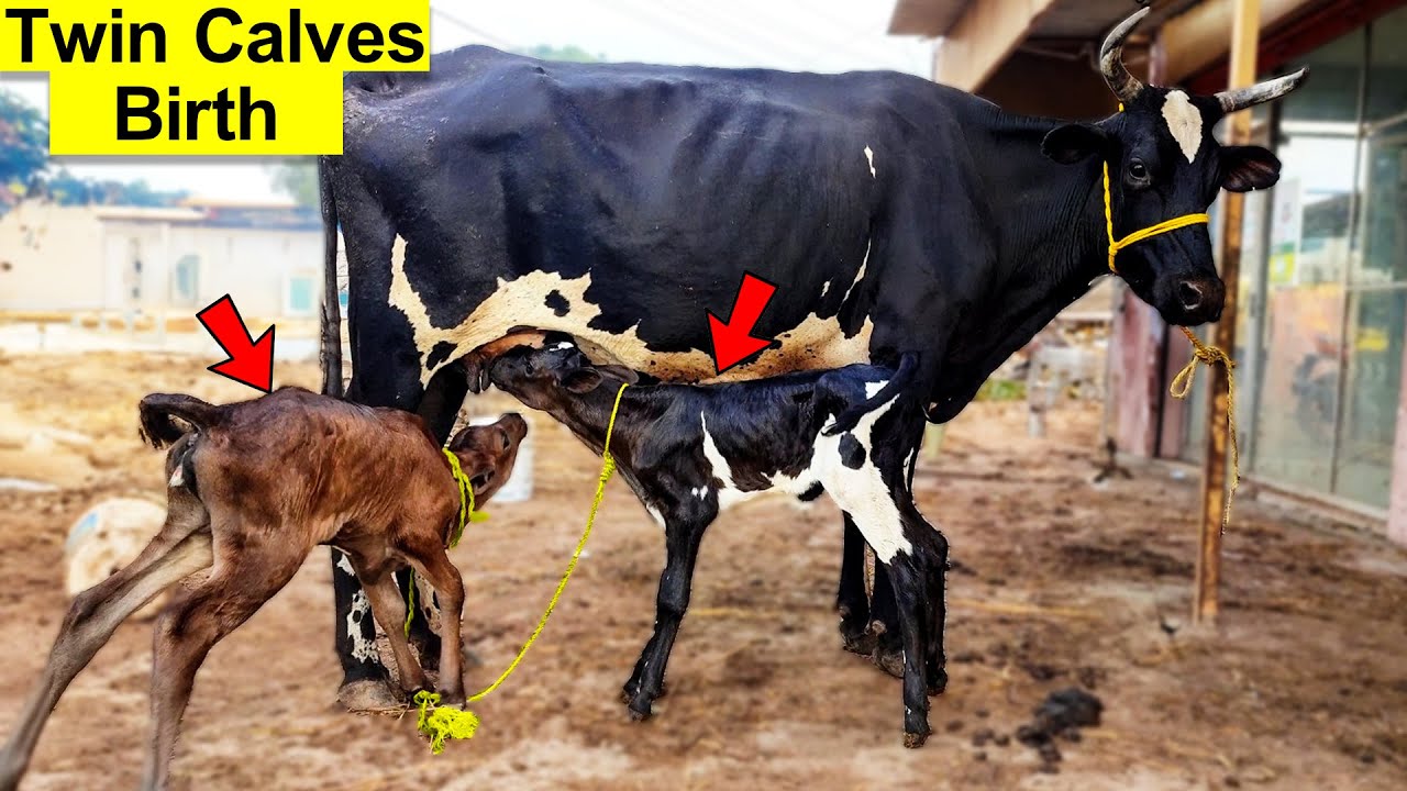 Cow Giving Birth To Twin Calves | Miracle on the Farm | Cow Twins 🐄🐄 ...