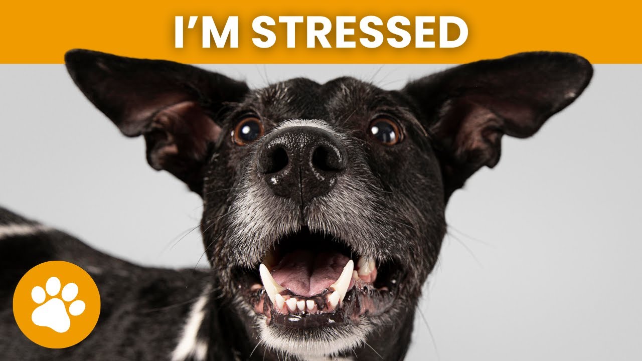 Stressed Out Dog
