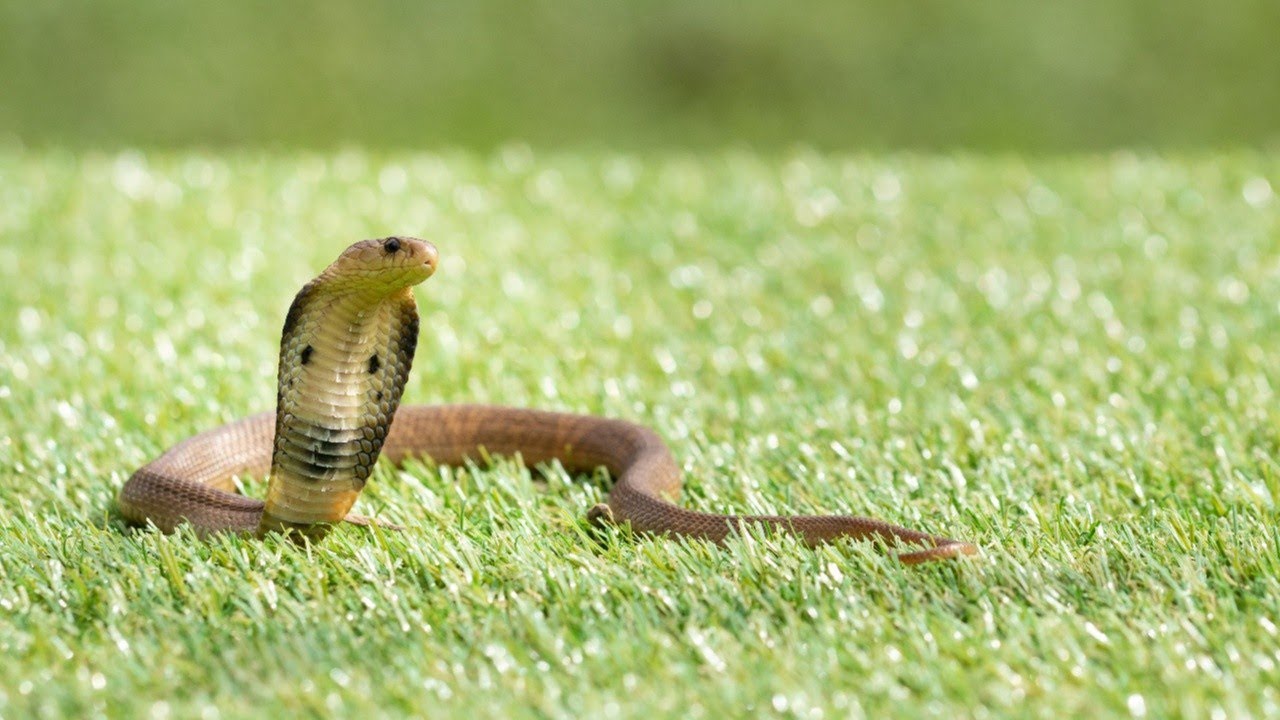 Cobra Snake Moving On Grass - YouTube