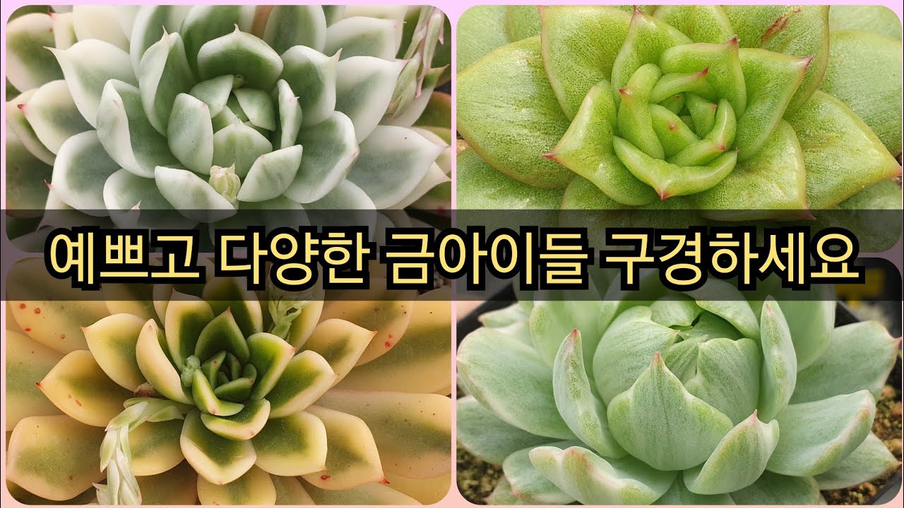 2월 7일 다양하고 예쁜 금들 구경하시고 찜해보세요 다육 다육이금 다육이 다육식물 다육이키우기 금다육 금다육이