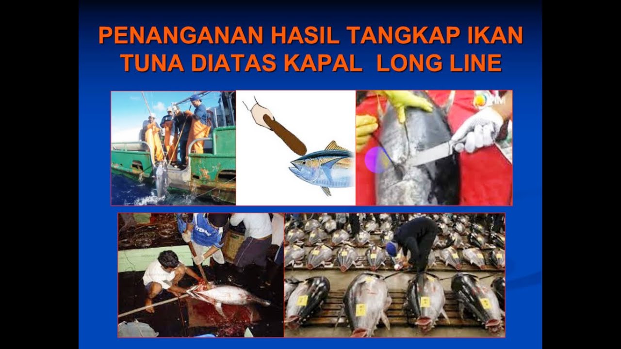 Penanganan Hasil Tangkap Ikan Tuna Diatas Kapal Long Line - YouTube