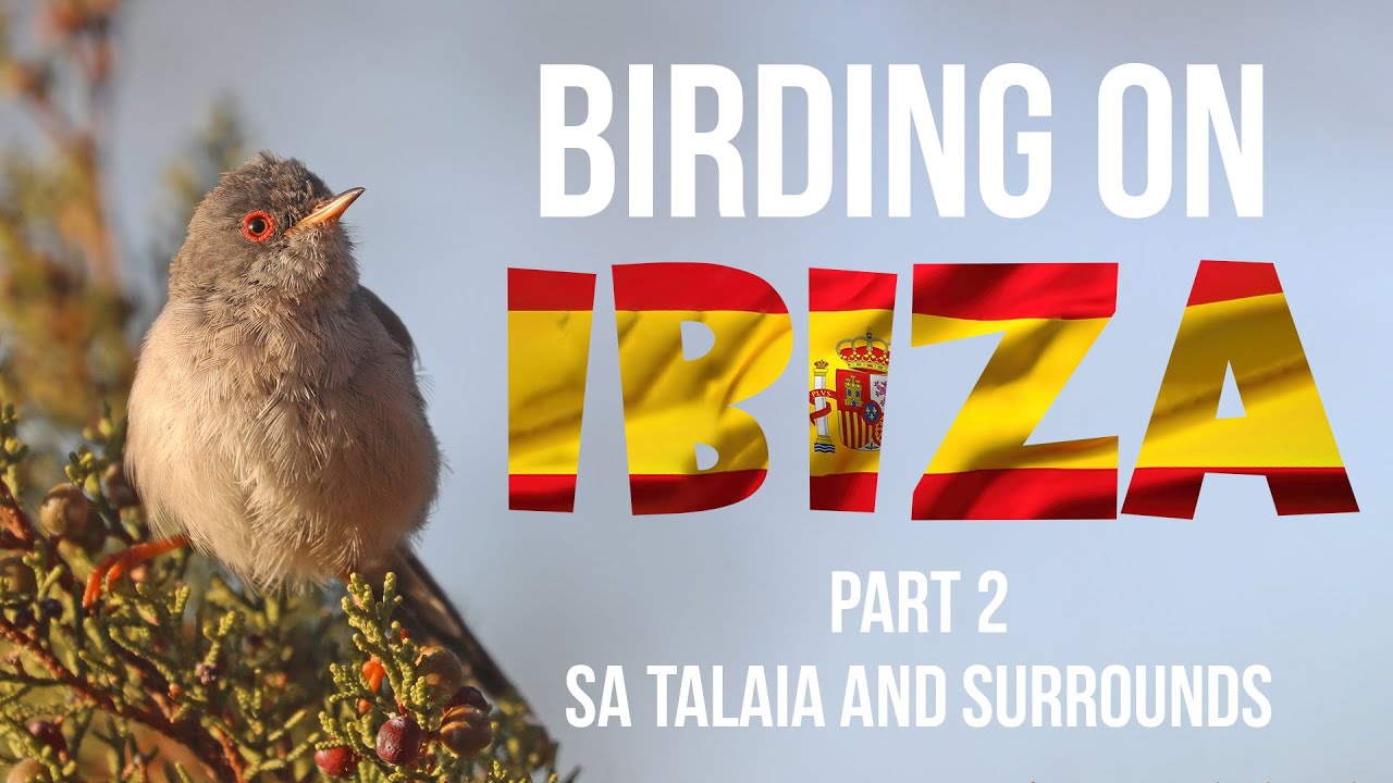 Birding on Ibiza Part 2 Sa Talaia and surrounds. - YouTube