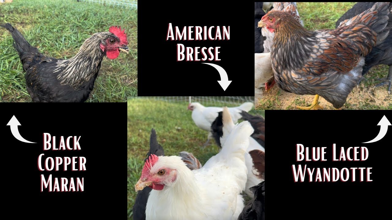 WHY WE HAVE HERITAGE BREED CHICKENS | American Bresse | Black Copper ...
