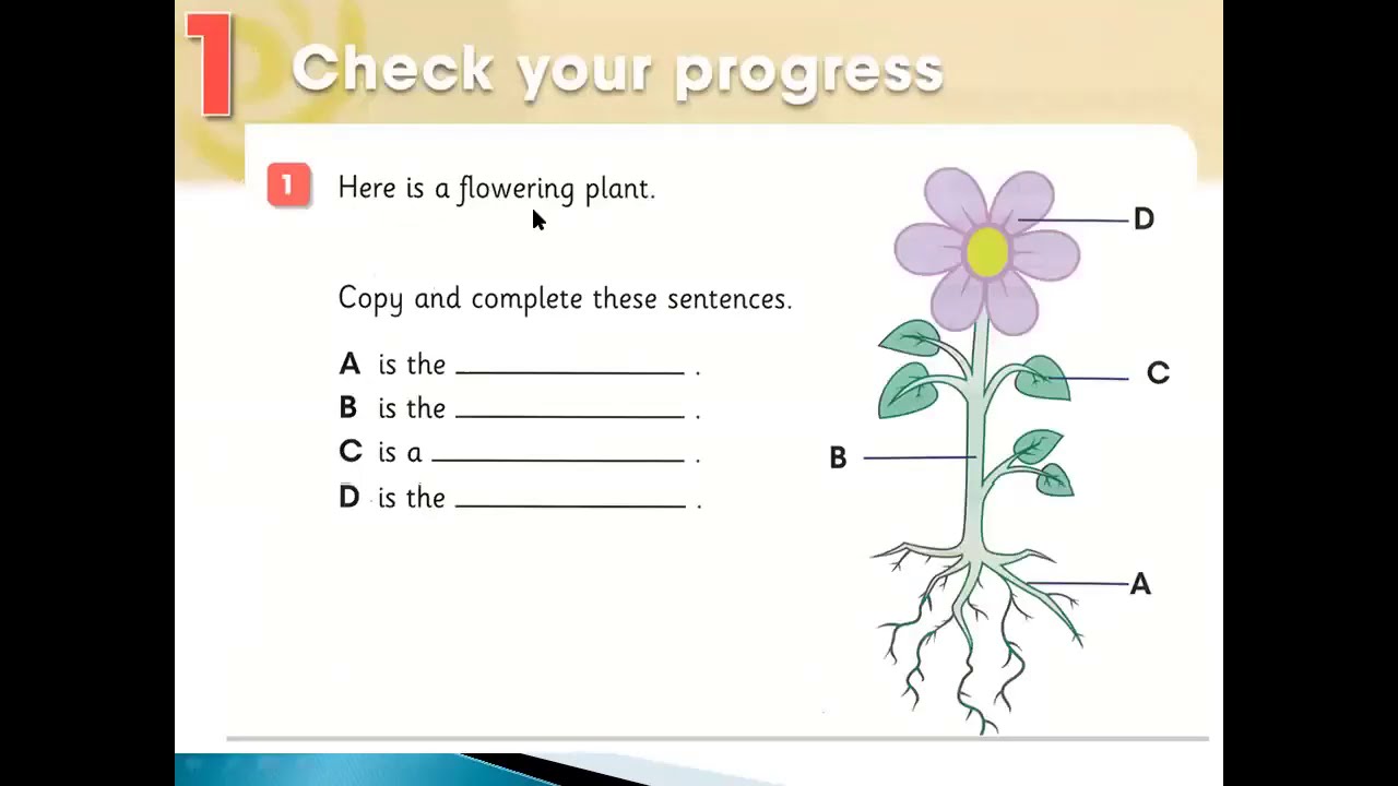Science-grade3(Check your progress) - YouTube