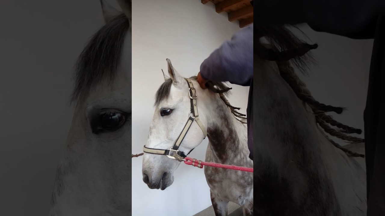 Como trenzar la crin de un caballo - YouTube