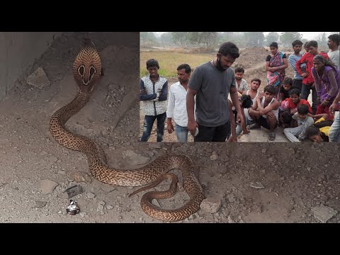 RESCUE BIG COBRA SNAKE...FROM KOLIVALI GAON..KALYAN WEST..🐍
