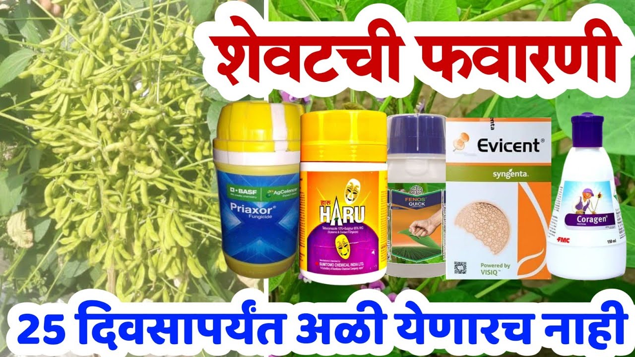 सोयाबीन शेवटची फवारणी | सोयाबीन फवारणी | Soybean Fawarni | Soybean ...