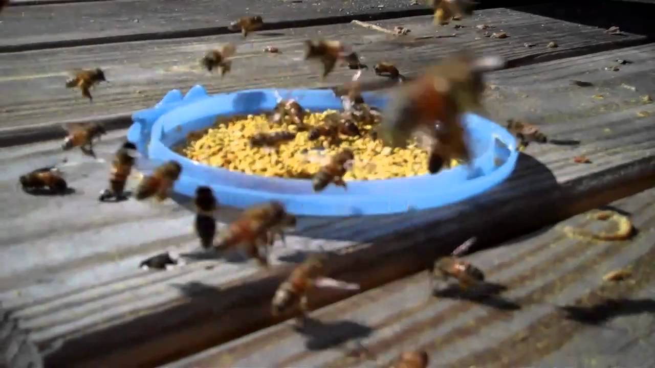 Bees Eating Pollen Supplement - YouTube