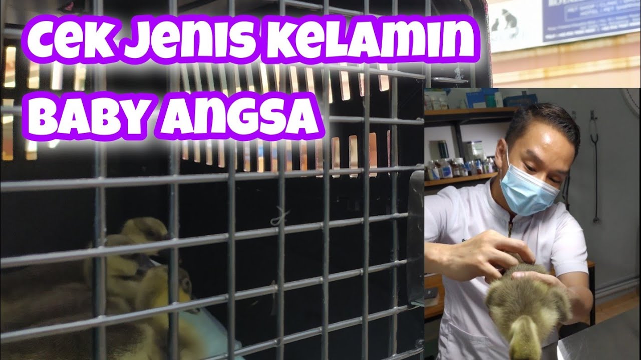 Cek Jenis Kel_amin Baby Angsa by drh. Al Khosim - YouTube