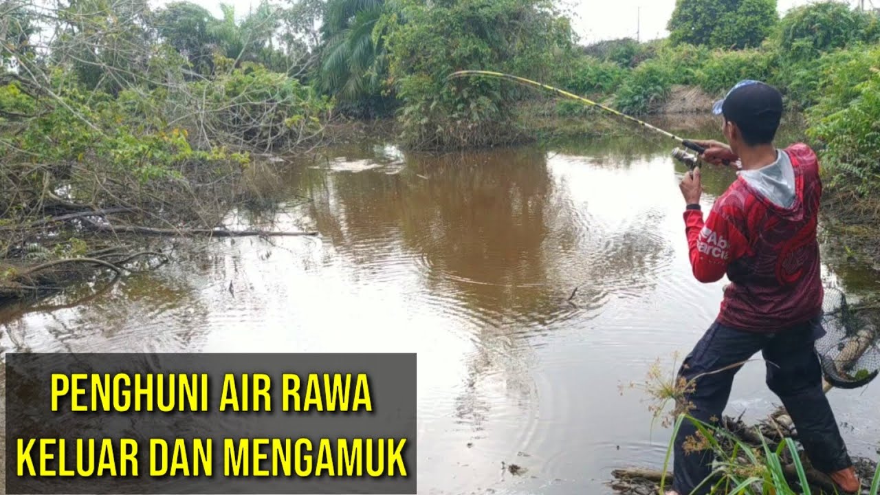 GAK NYANGKA.!! PENGHUNI AIR RAWA INI KELUAR DAN NGAMUK SAMBAR UMPAN## ...