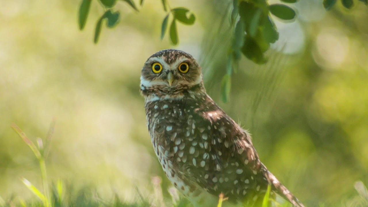 Ambrose A. Worrall Lecture 2 of 4 — The Psychic Realm - YouTube