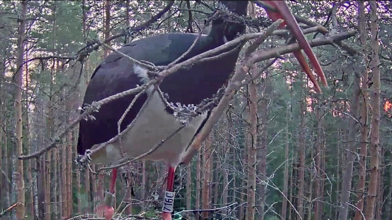 Must-toonekurg~Kar II brings nesting material Part II~6:17 am 2021/04 ...