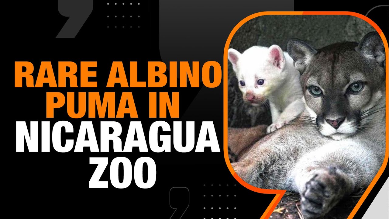 Rare Albino Puma Cub Born In Nicaragua Zoo | News9 - YouTube