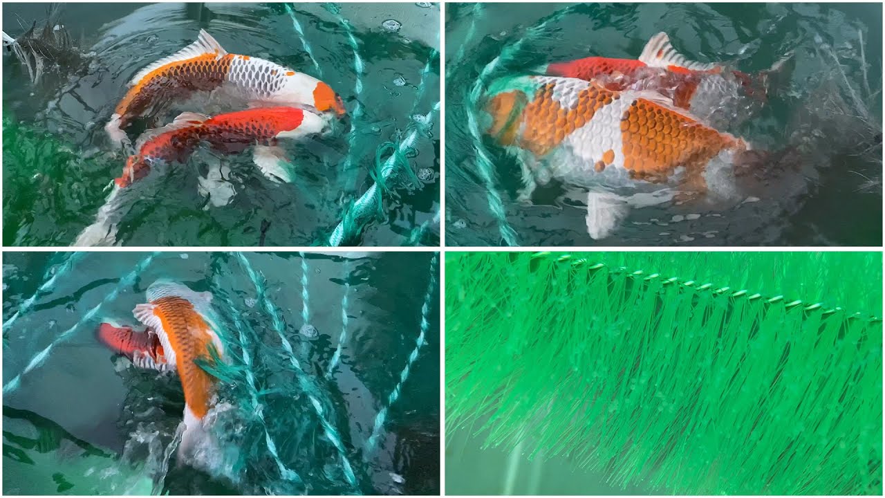 My Koi Breeding Project - Part 30 - Kujaku Spawning - Part 2 - YouTube