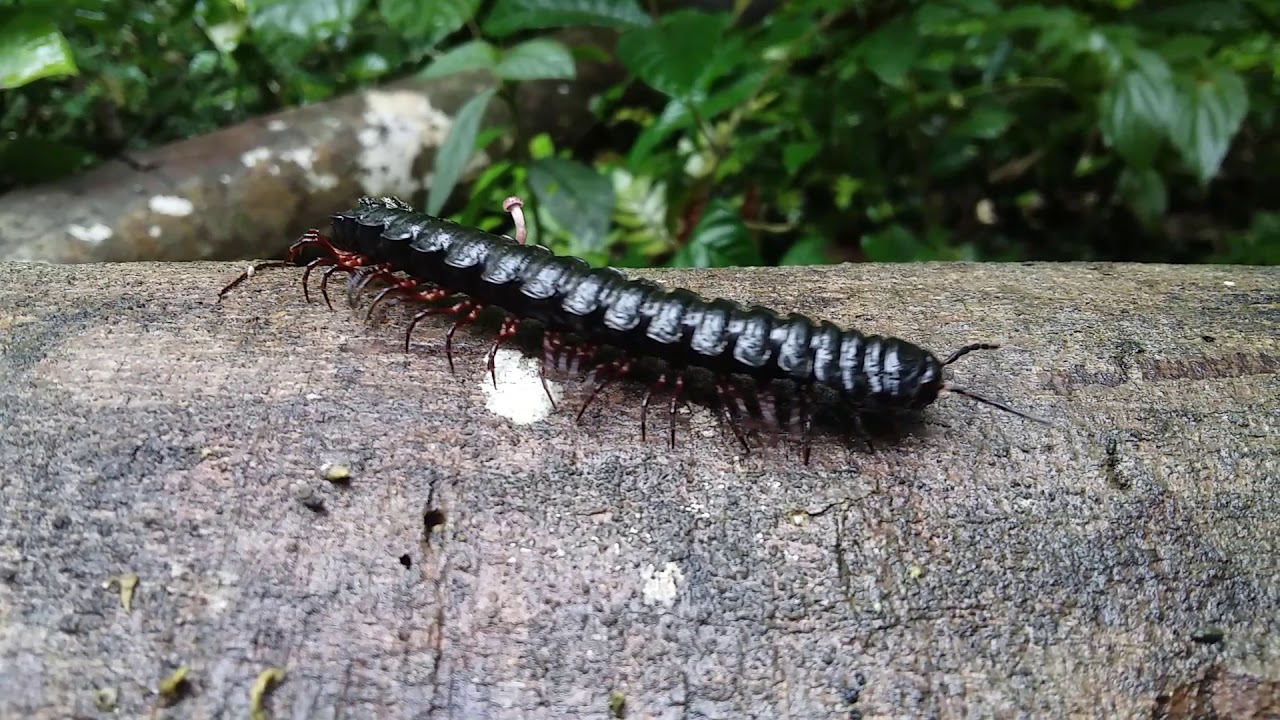 Fauna Forever - An armoured centipede (family Polydesmidae) in the Las ...