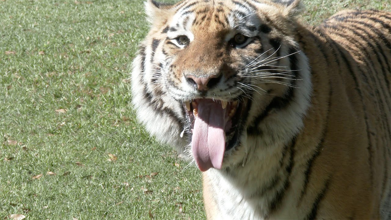 Seth Tiger's Stinky Face Remix - YouTube