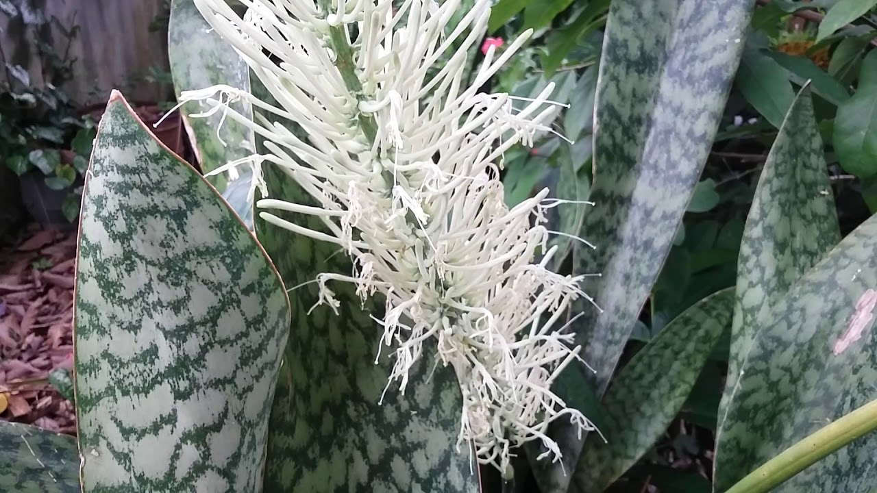 Bunga Sansevieria ko mirip bunga anggrek Dendrobium speciosum - Tanaman ...