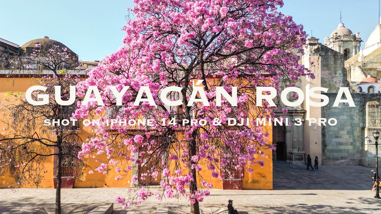 OAXACA SE PINTA DE ROSA CON EL GUAYACÁN ROSA 🌸 | 4K - YouTube