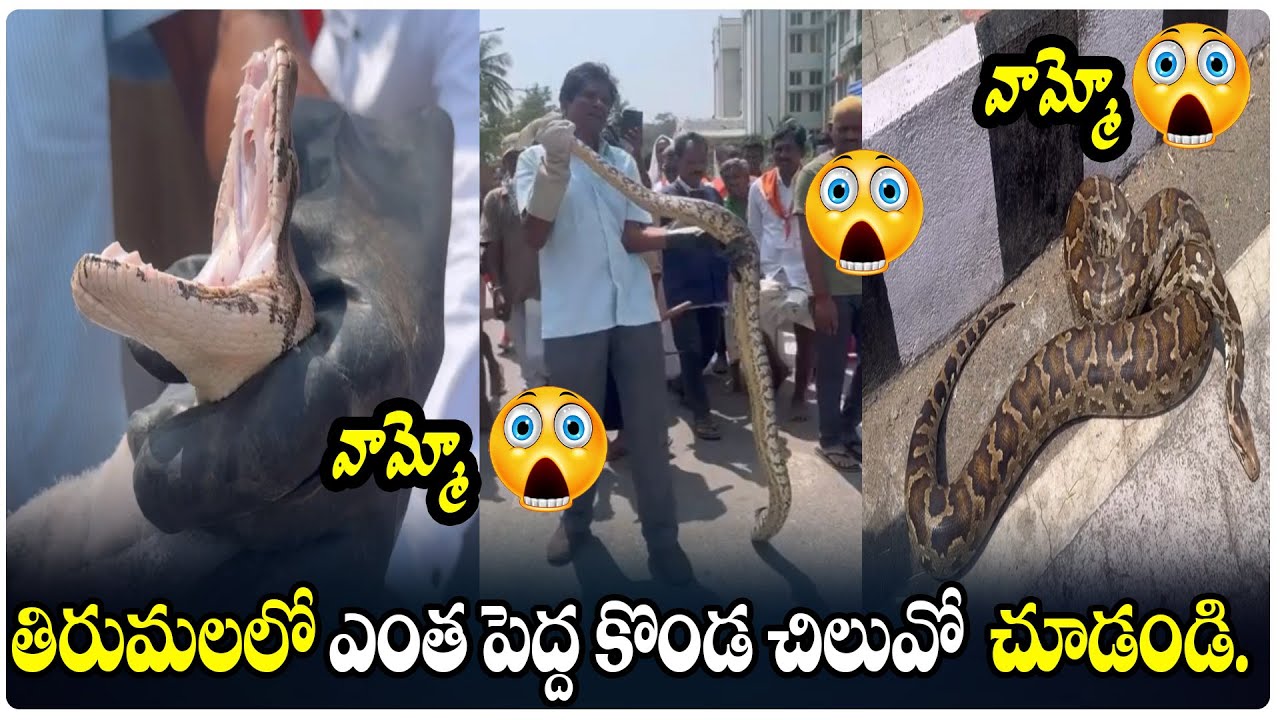 తిరుమలలో ఎంత పెద్ద కొండ చిలువో చూడండి. | Snake Python at Tirumala | AP News | Masti PoliTRicks ...