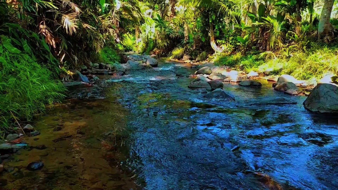 Sounds of nature, birds singing, Forest sounds, for relaxation, sleep ...