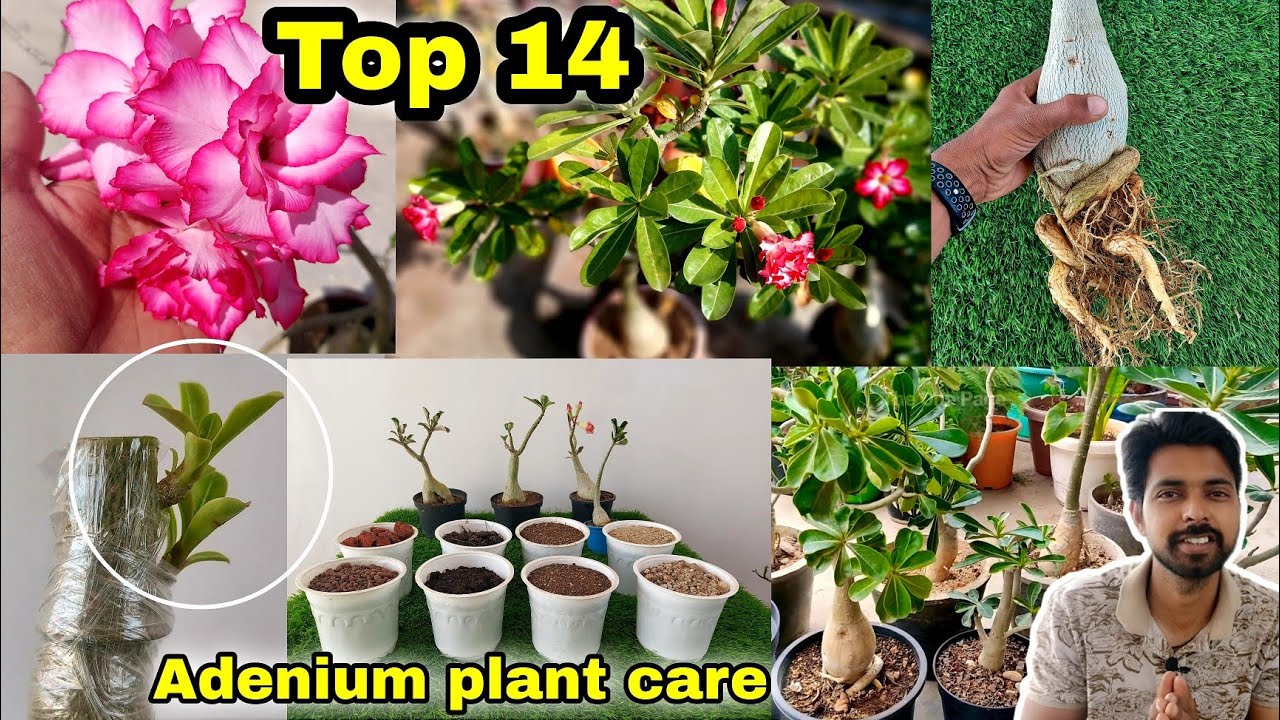 Top 14 Simple secret to Adenium plant care, Adenium grafting, Adenium ...